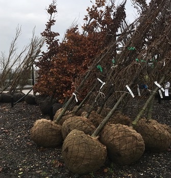 bomen - Schonenbergplant Volkel